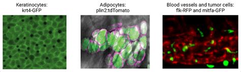 Illustrative Examples Of Transgenic Zebrafish Reporters For Specific
