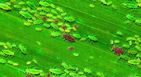 Create Meme The Fight Against Aphids Popeline Aphids Pictures