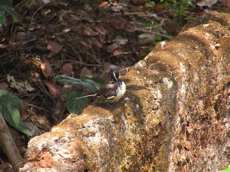 Browed Wagtail Bird Free Photo On Pixabay Pixabay