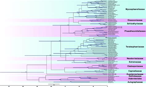 The Mcc Tree With Divergence Times Estimates Of Phaeothecoidiellaceae