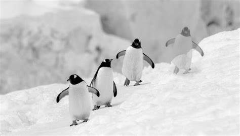 types of replication in sql server on linux severalnines