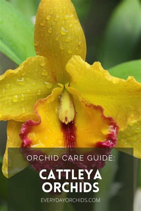 Cattleya Orchid Care A Complete Guide Everyday Orchids Artofit