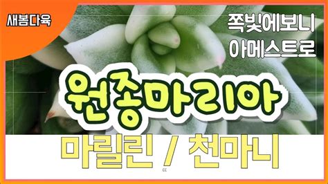 12월13일 화 특가로 만나보세요 원종마리아 아메스트로 마릴린 다육키우기 식물 힐링 재테크 구독 화분