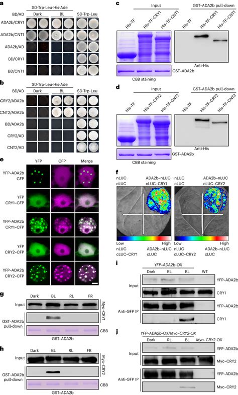 Cry1 And Cry2 Interact With Ada2b In A Blue Light Dependent Manner A B Download Scientific