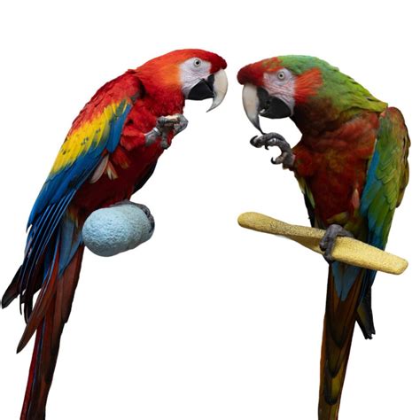 Birdline Flock Birdline Parrot Rescue