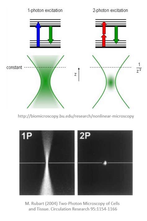 In Vivo Two Photon Imaging As A Service For Cns Drug Developers