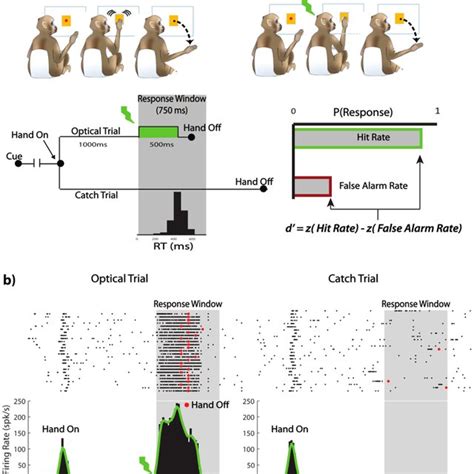 Pdf Detection Of Optogenetic Stimulation In Somatosensory Cortex By Non Human Primates
