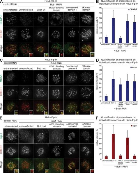 Loss Of Bub1 Kinase Activity Conserved Domain I Or Kinetochore Download Scientific Diagram
