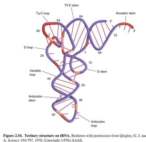 Molec Bio Exam 3 Flashcards Quizlet
