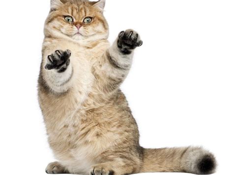 猫咪咳嗽会发展成猫鼻支吗猫鼻支怎么预防