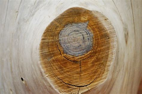 Don T Disturb This Groove Bleached Tree Stump Tables