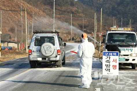 민족 대이동 설 명절부담스러운 축산당국 노컷뉴스