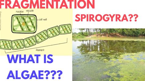 Fragmentation In Spirogyra Diagram Fragmentation In Spirogyra Diagram