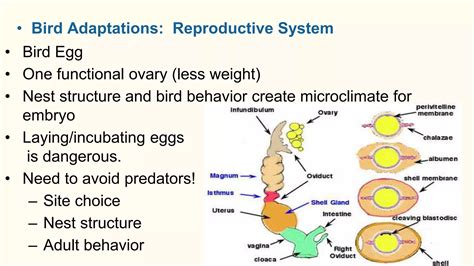 Flight Adaptation In Birds Pptx
