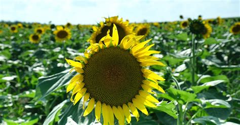 경치 계절 광합성 꽃 꽃이 피는 꽃잎 나뭇잎 낮 노란색 녹색 농업 농촌의 들판 미국 밝은 북미 생생한 생태계 성장 수확 시골 시골 풍경