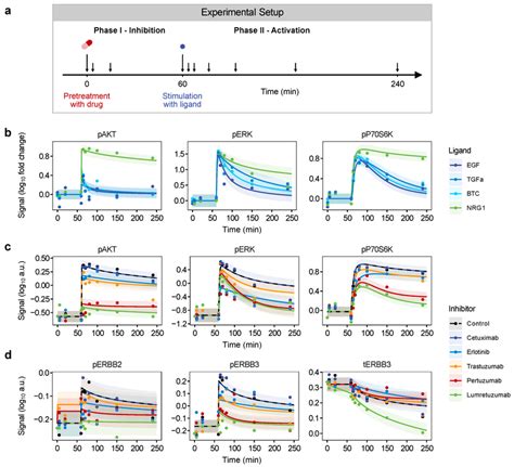 model calibration on time resolved quantitative reverse phase protein