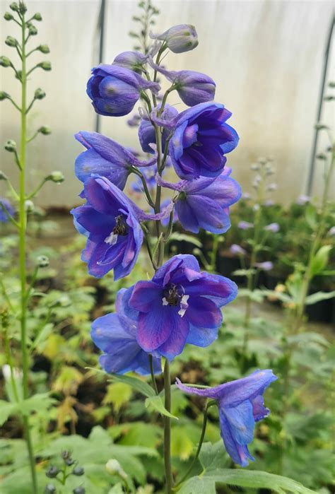 Delphinium Blue Bird Caragh Nurseries