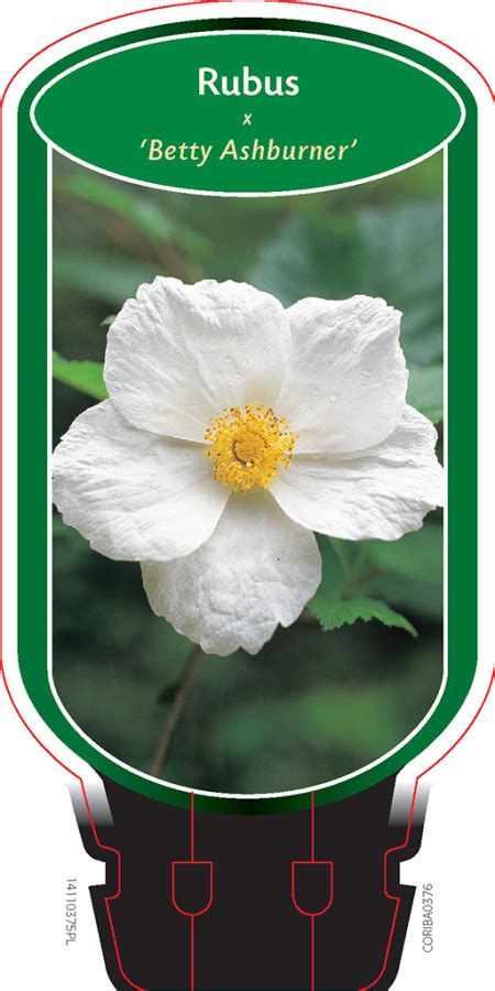 Rubus Betty Ashburner Boomkwekerij Coonen