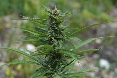 7 Weed Tours Jamaica Terrieferne