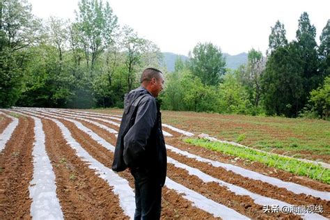 30多歲的他種了100畝烤菸，一年收入超過20萬元 每日頭條