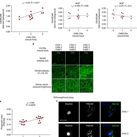 Increased Synapse Elimination By Microglia In Schizophrenia Patient Derived Models Of Synaptic