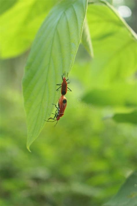 A Pair Of Red Cotton Bugs Dysdercus Cingulatus Mating On A Leaf