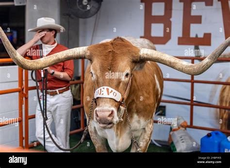Oct 19 2024bevo The Mascot Of The Texas Longhorns Before The Game Vs