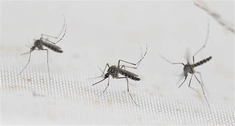 Querétaro Suma Cuatro Casos De Dengue