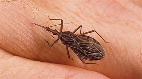 Tout Savoir Sur Le Kissing Bug Linsecte Qui Propage La Maladie De