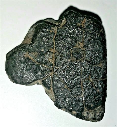 Pacific Biochar S Biological Activation Process To Improve Biochar