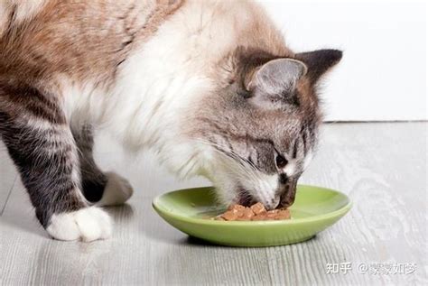 猫咪一天分几次喂每次间隔几个小时适合 知乎