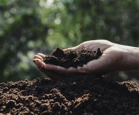 How To Make Soil More Acidic 11 Ways To Amend Your Soil S PH Homes And Gardens