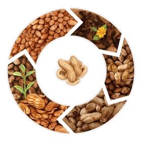 Free Peanut Life Cycle Image Peanuts Organic Illustration