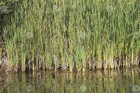 Reeds Stock Image Image Of Cultures Wetlandsnn Reed 263938437