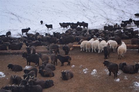“Эрчим” омгийн ямааг үүлдэр болгох судалгаа хийж байна