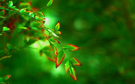 1000 hình ảnh Background blur green image Siêu đẹp phù hợp cho mọi