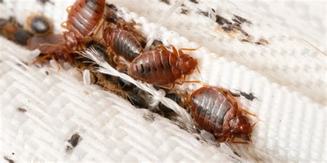 Bed Bug Life Cycle