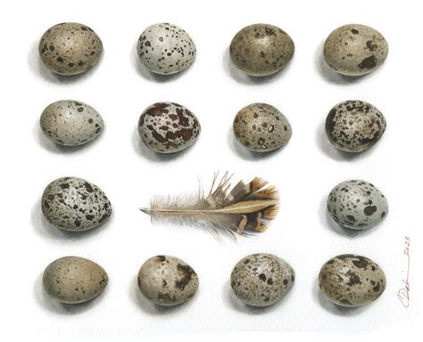 Bakers Dozen Plus One Common Quail Picture This Framing And Gallery