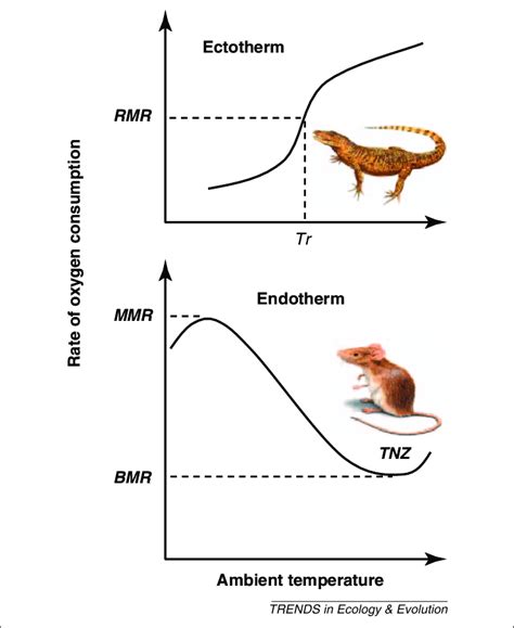 Ectothermic Animals Examples