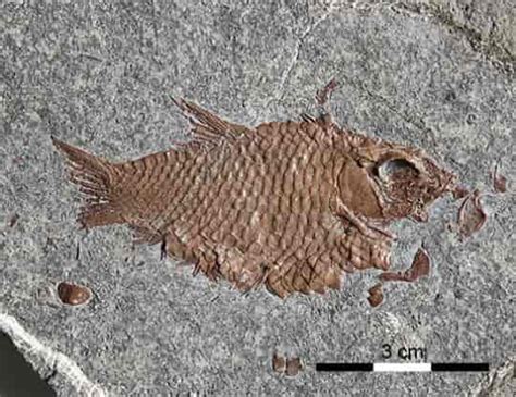 Paleontology Diversification After Mass Extinction Geology Page