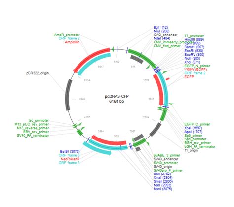 北京华越洋生物质粒载体菌株感受态细胞基因细胞株