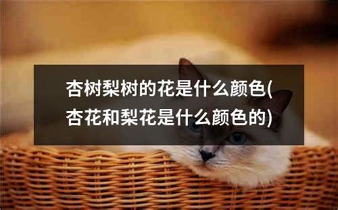 杏树梨树的花是什么颜色 杏花和梨花是什么颜色的 养花经验