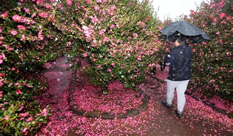비 내리는 동백나무 숲 푸른한국닷컴