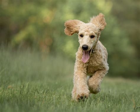 Goldendoodle Pup Rasseninfo Dogs Of The Dutch