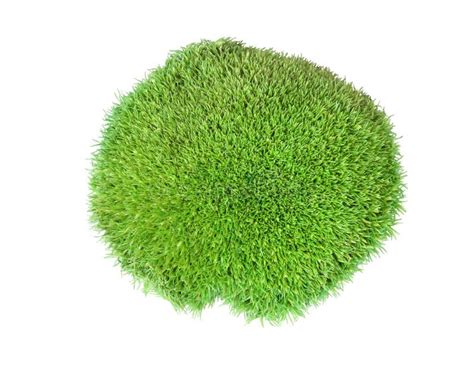 Green Tuft Leucobryum Moss Isolated On White Background Leucobryum