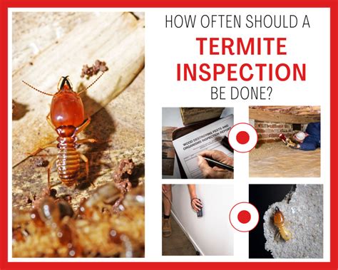 How Often Should A Termite Inspection Be Done