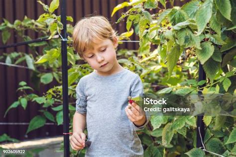 자식 따기 딸기입니다 아이 유기농 딸기 농장에서 신선한 과일을 선택합니다 어린이 원 예 및 베리를 수확입니다 유아 꼬마 익은