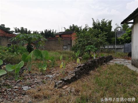 这才是真正的珠三角繁华农村景象寂静与孤独的陪伴