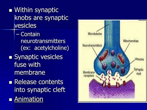 Ppt Neuron Physiology Powerpoint Presentation Id351258
