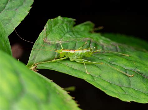 キタササキリモドキ Orthoptera and Mantodea of Japan iNaturalist